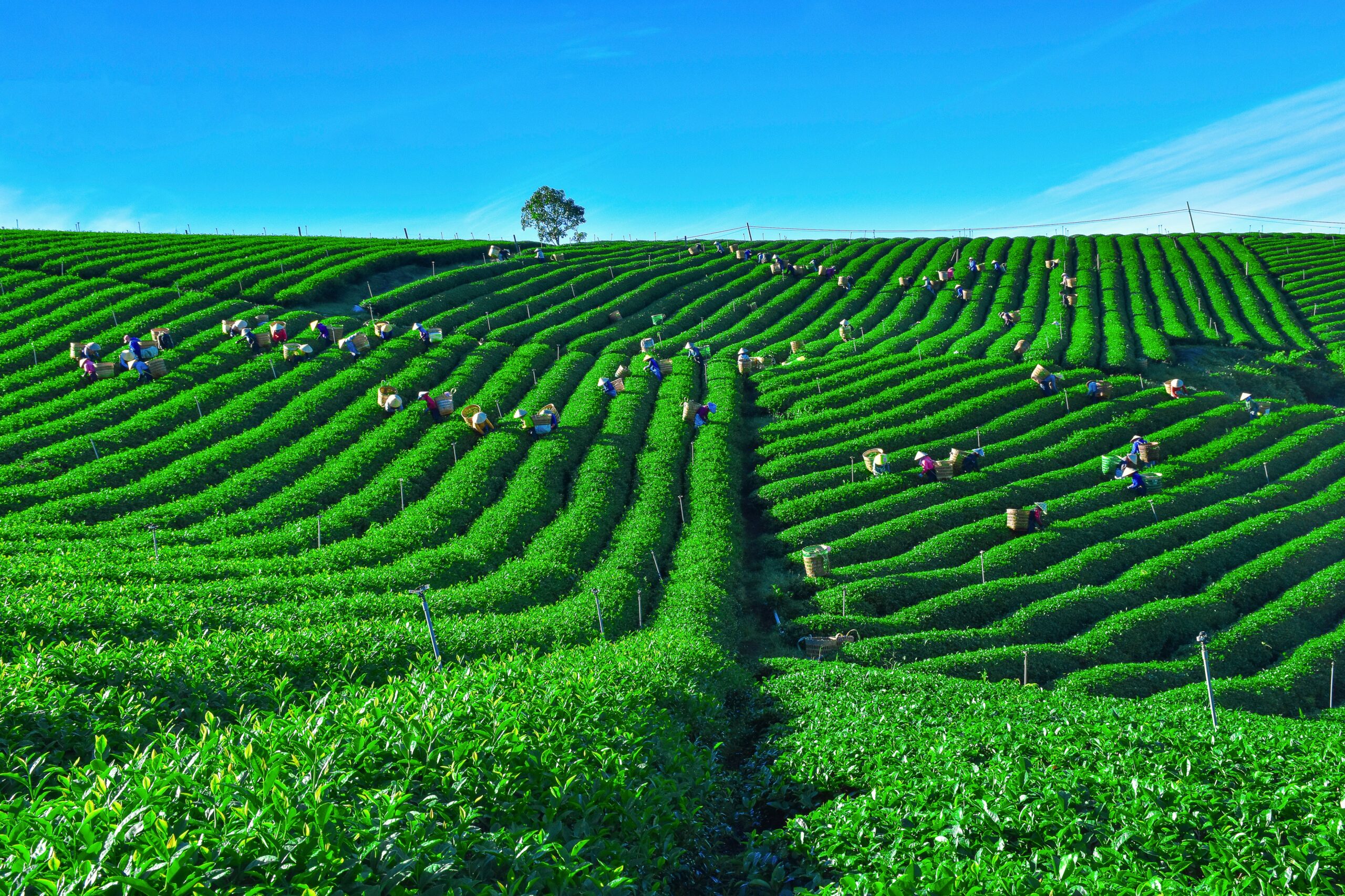 On Bao Loc tea hill - Vietnam.vn