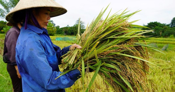 Gặt lúa đã mang về tới nhà mà dân một xã của Nghệ An vẫn “đánh rơi” 7 ...