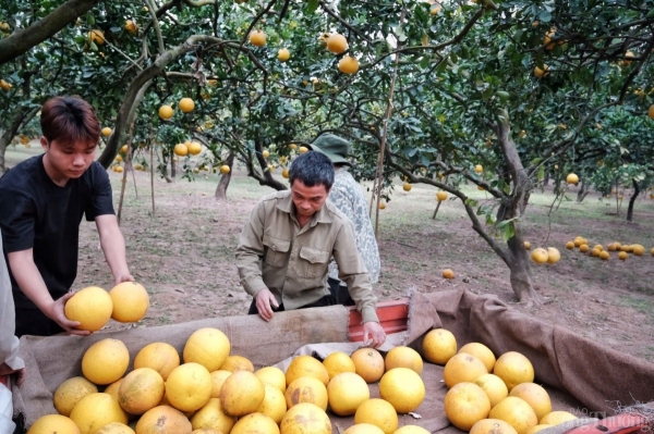 Thủ phủ bưởi Diễn tất bật thu hoạch phục vụ Tết - Vietnam.vn